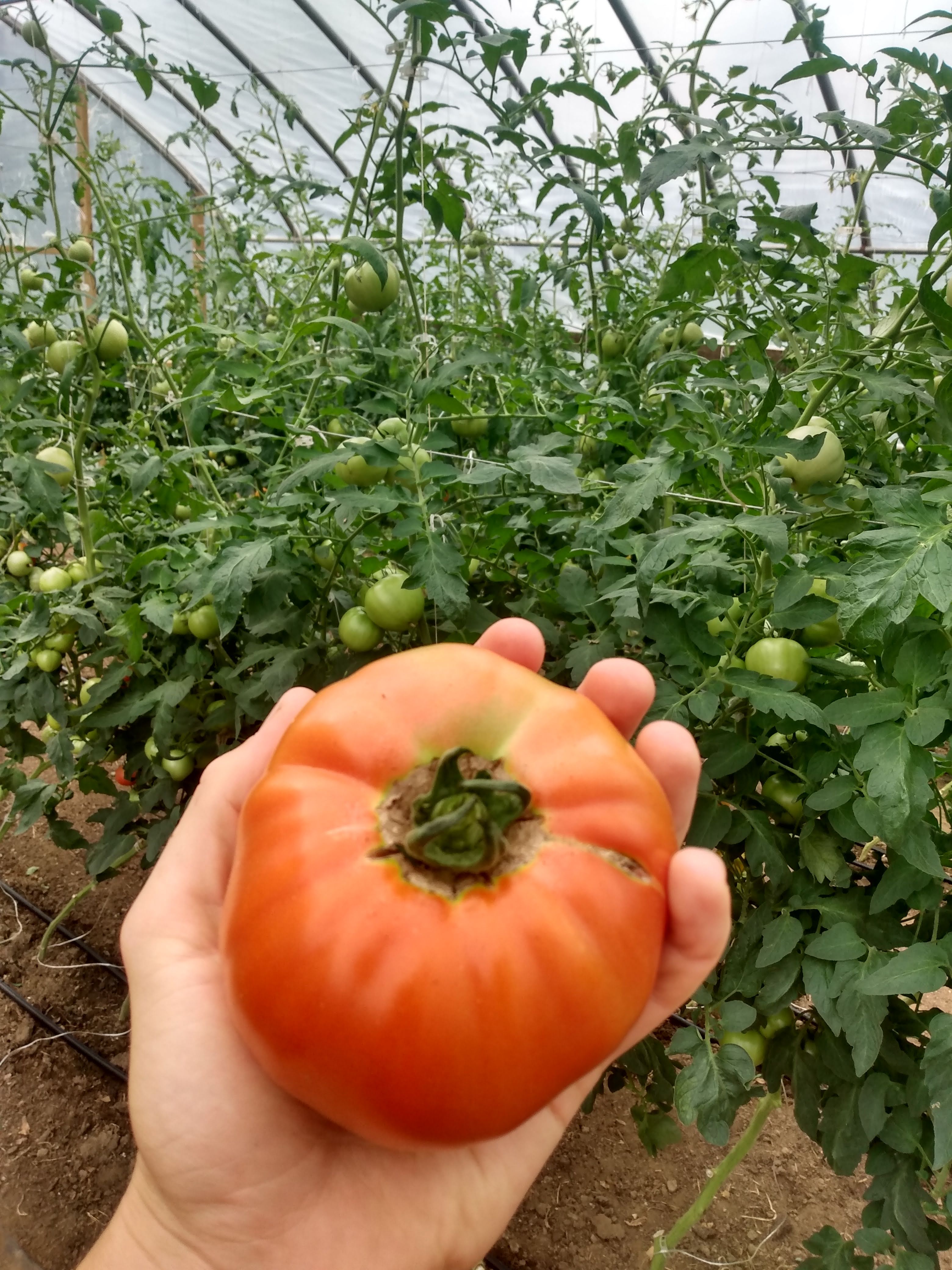 Our Food – The Good Food Farm